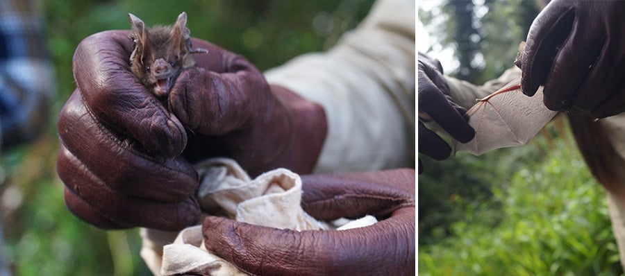 Wilderness Society | Wilderness Journal #033