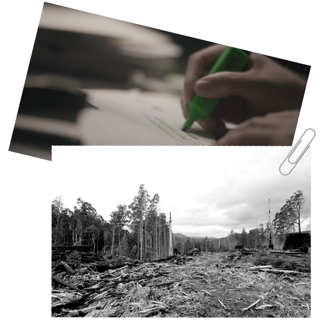 Wilderness Society | Deforestation Uncovered: Bulletin #3