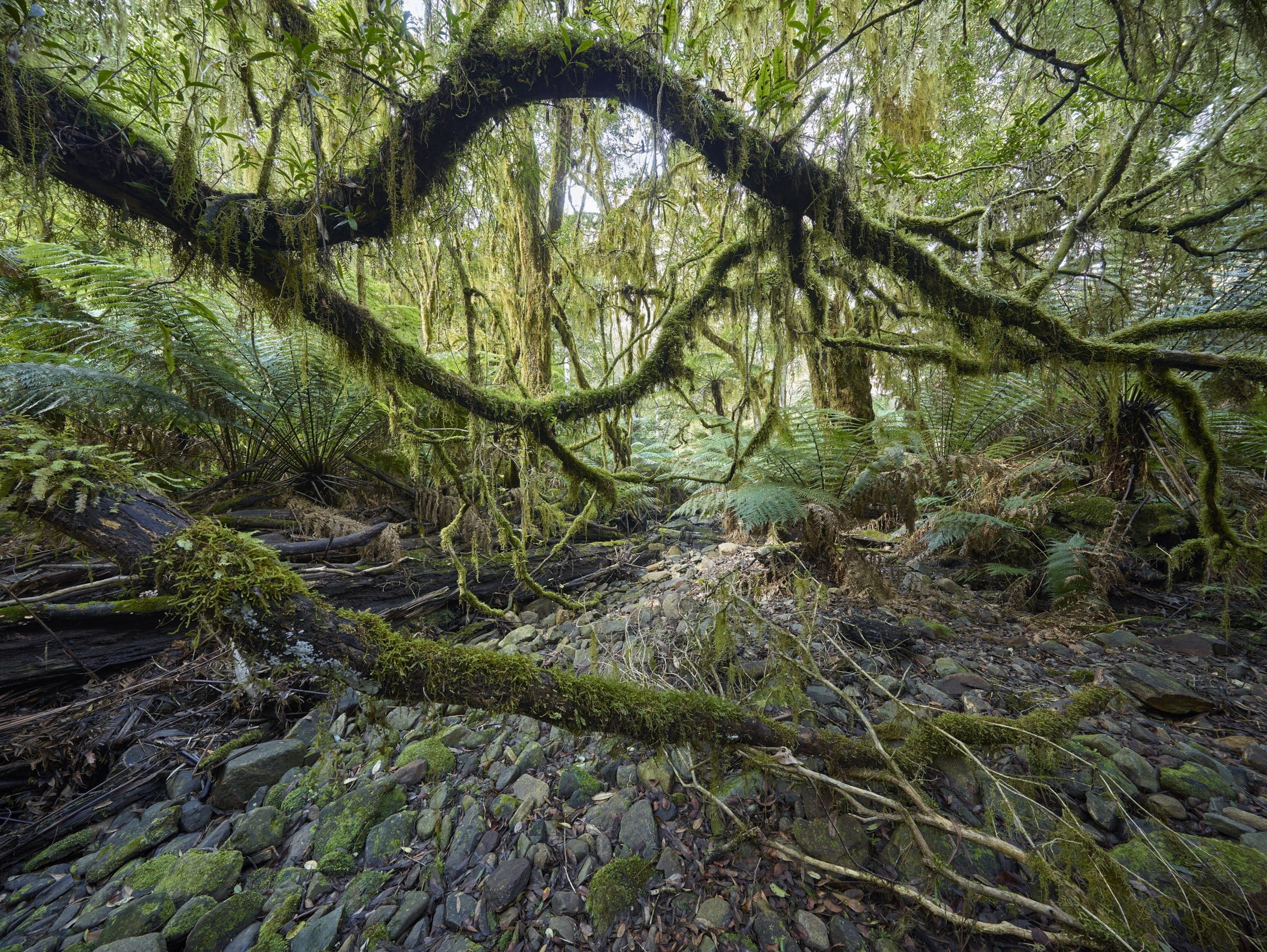 Wilderness Society | Victoria’s tall forests