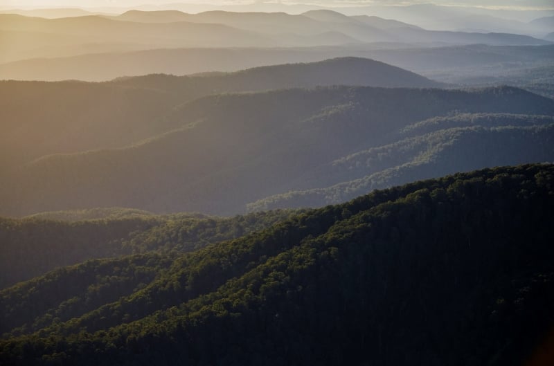 Wilderness Society | Victoria’s tall forests