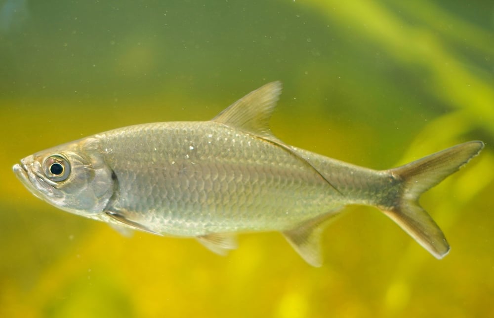 Wilderness Society | A landmark court win for threatened wildlife