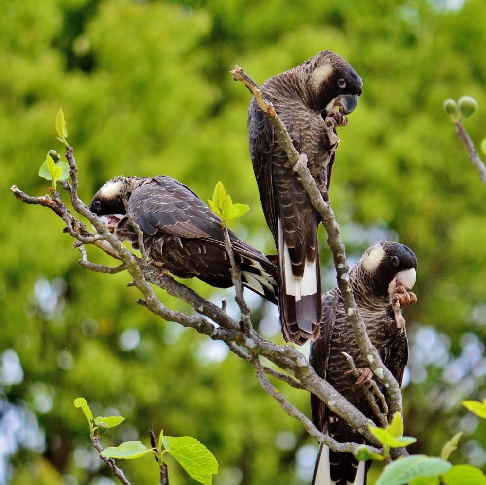 Wilderness Society | A landmark court win for threatened wildlife