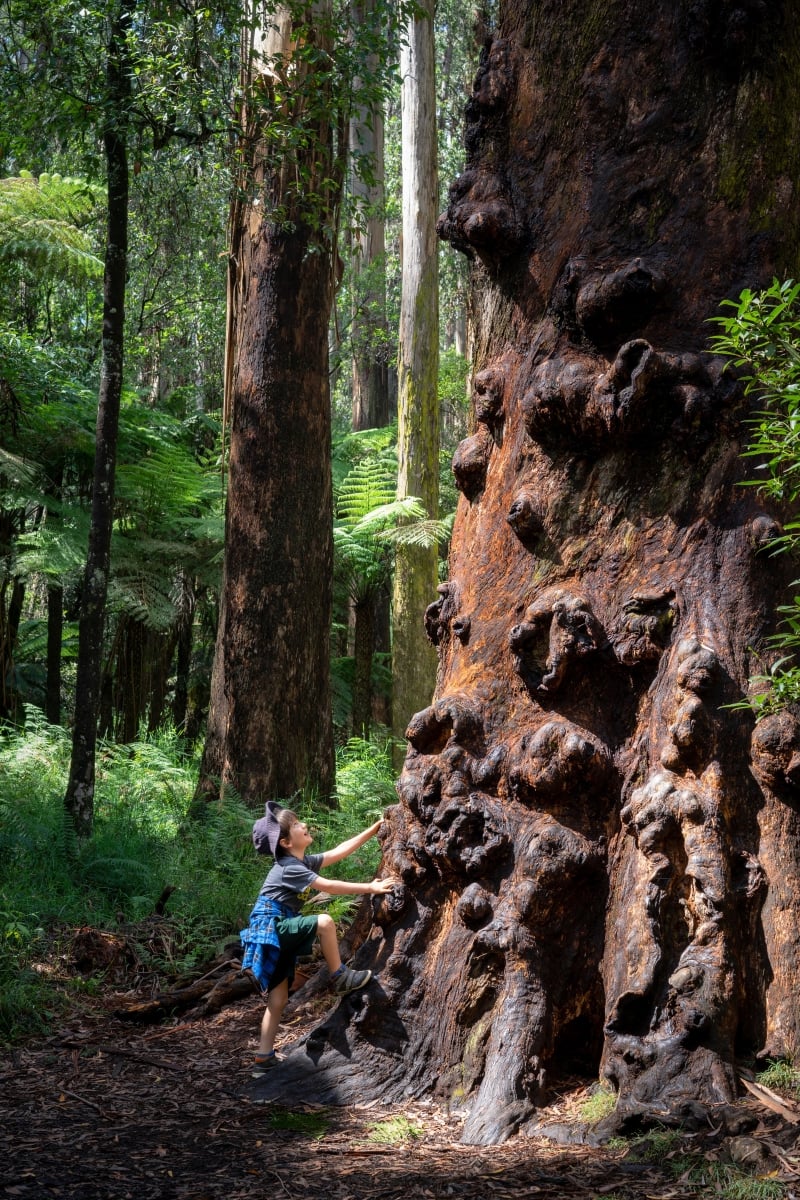 Wilderness Society | Hollow-bearing trees explained
