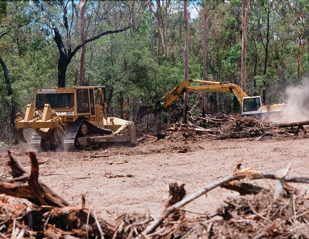Wilderness Society | Hollow-bearing trees explained