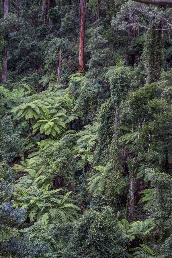Wilderness Society | Victoria’s tall forests