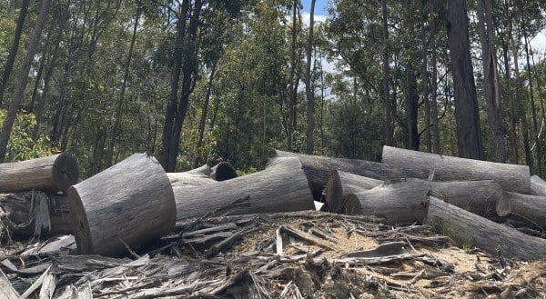 Wilderness Society | Deforestation explained