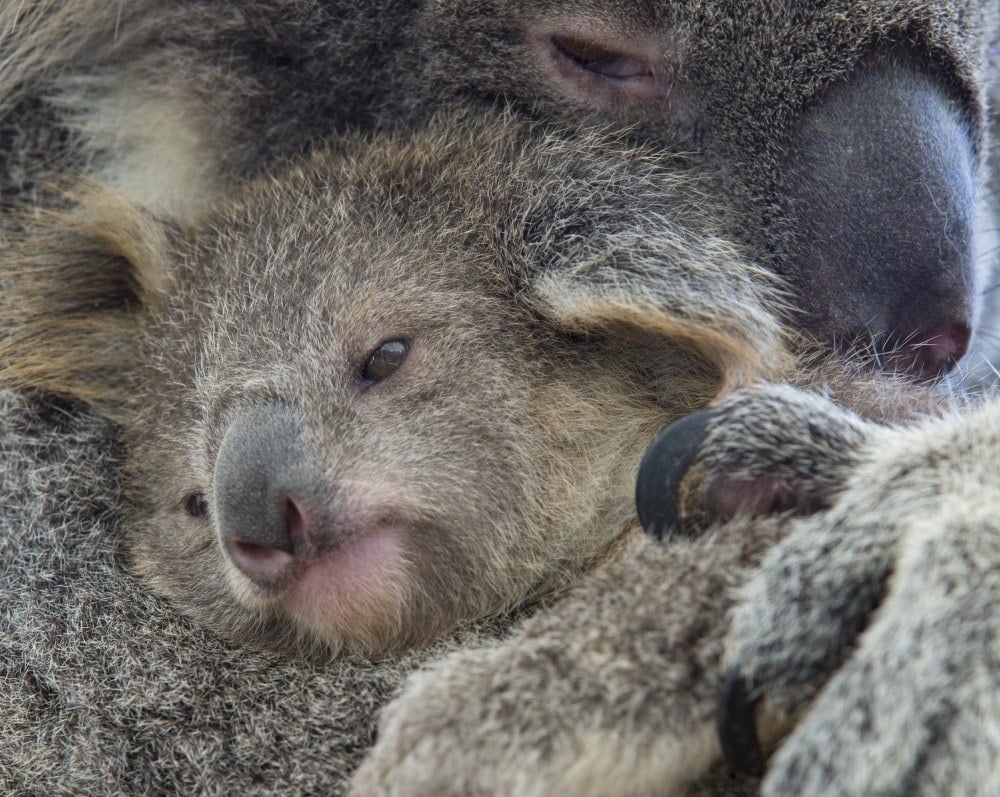 Wilderness Society | The stats that expose Australia’s hidden…