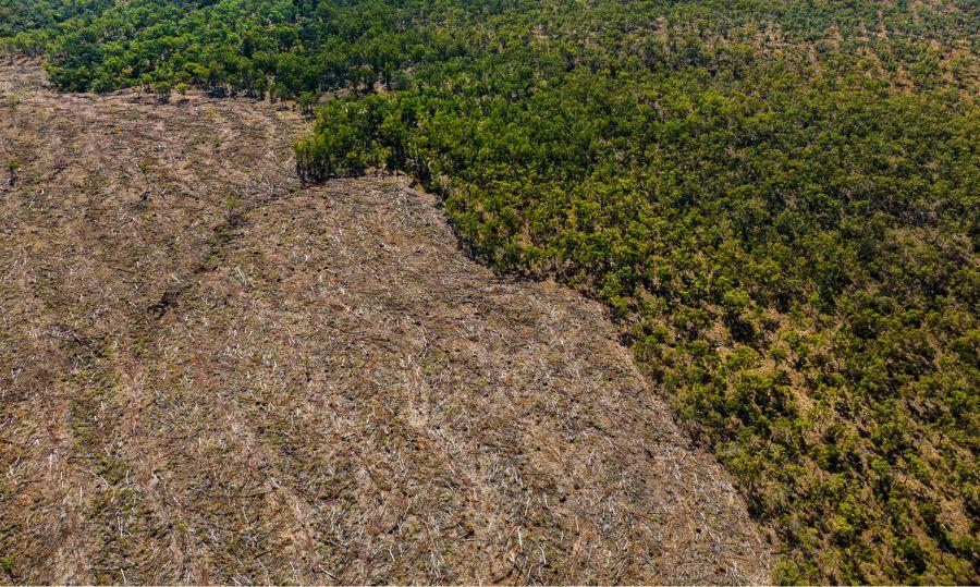 Wilderness Society | Albanese government fails to monitor…