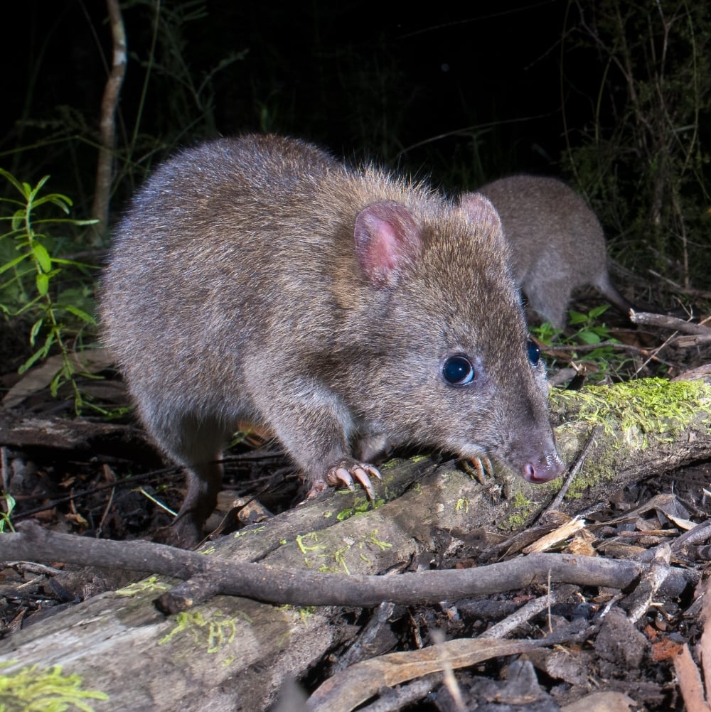 Wilderness Society | A landmark court win for threatened wildlife