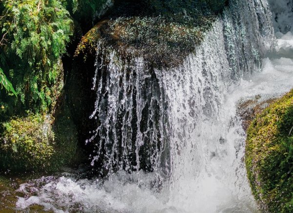 Wilderness Society | Victoria’s tall forests