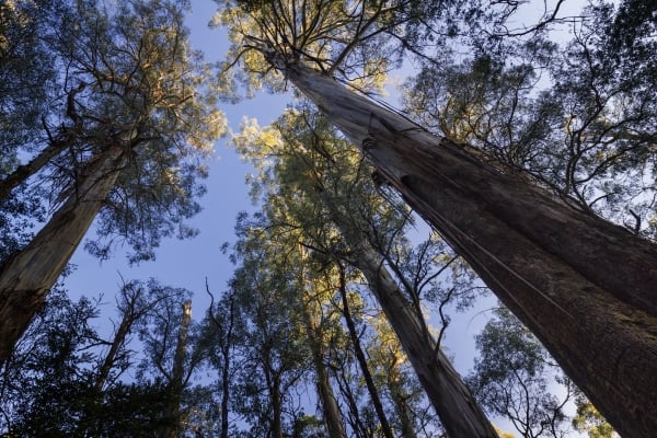 Wilderness Society | Victoria’s tall forests
