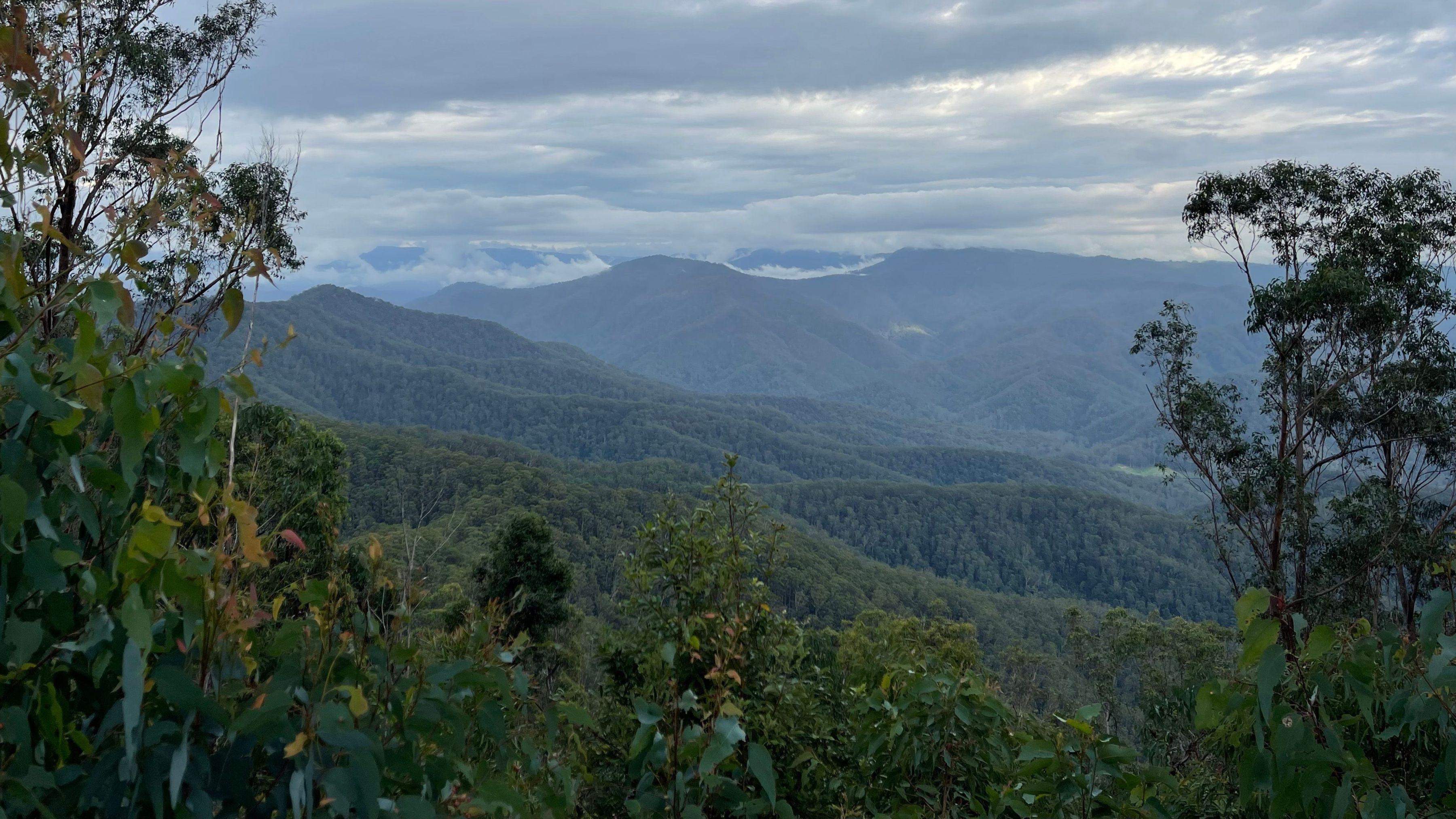 Wilderness Society | 2024 Protecting Australia's native forests