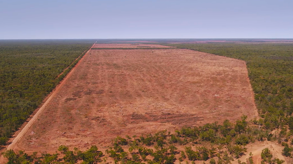 Wilderness Society | Deforestation explained