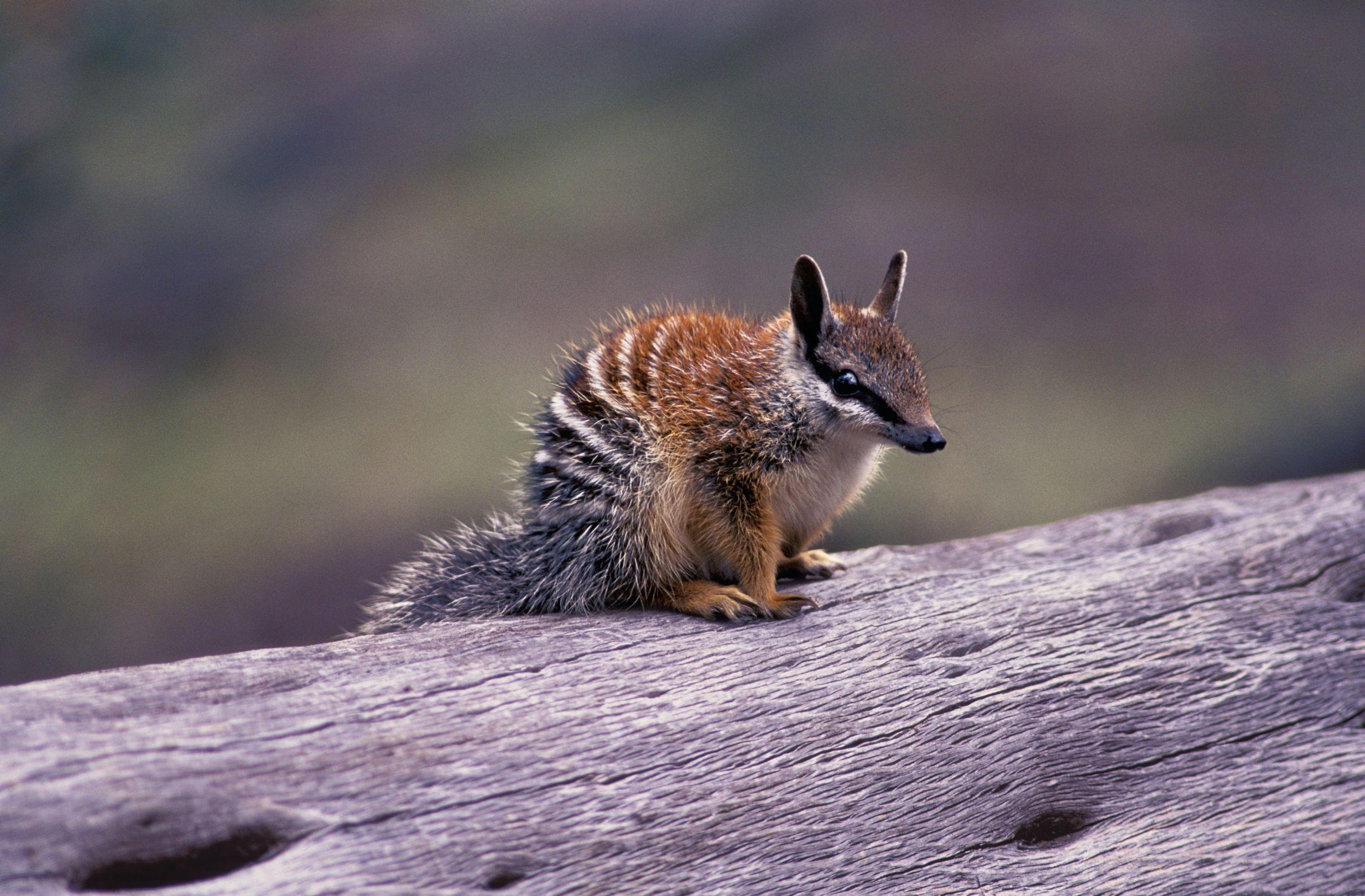 Wilderness Society | Protecting nature, stopping deforestation