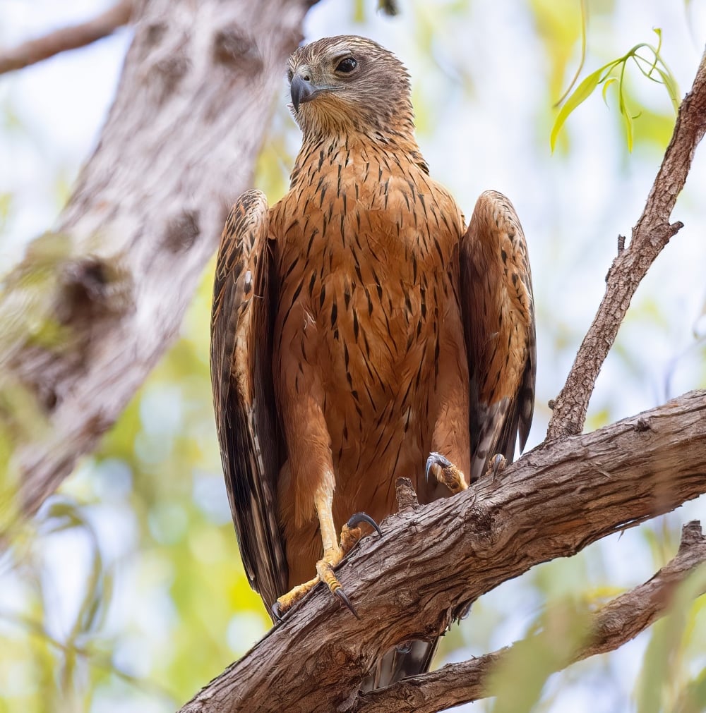 Wilderness Society | A landmark court win for threatened wildlife