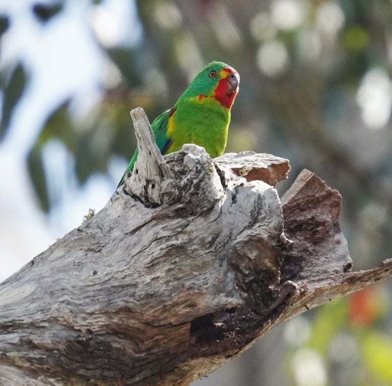 Wilderness Society | Hollow-bearing trees explained