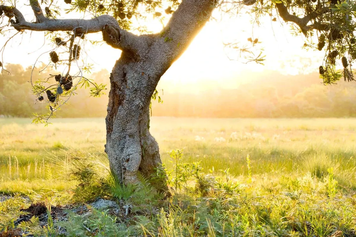 Wilderness Society | Community right to Save Wallum