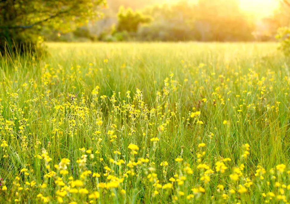 Wilderness Society | Community right to Save Wallum