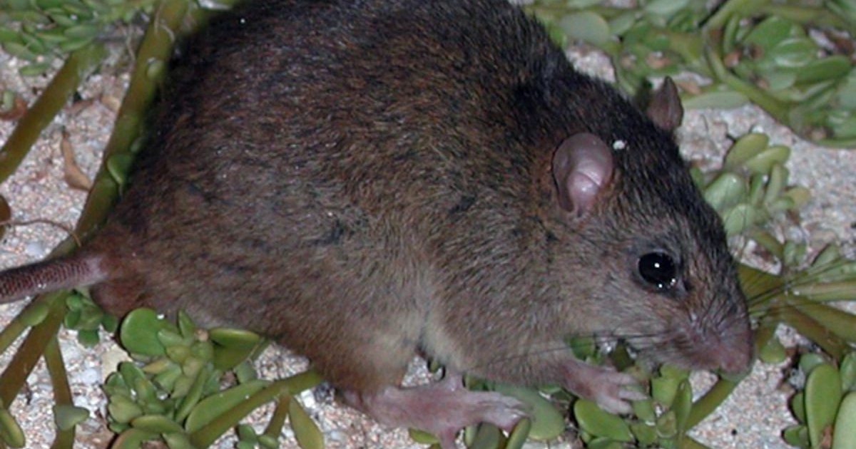 Wilderness Society | Bramble Cay melomys: Remembering Australia's…