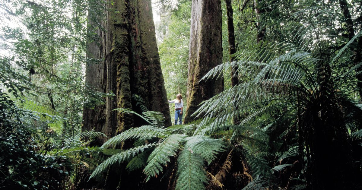 Wilderness Society | Styx Valley, lutruwita/Tasmania: my favourite…