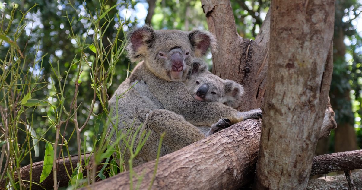 Wilderness Society | The koala: national icon