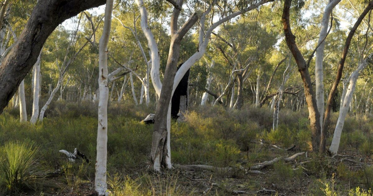 Wilderness Society | The Pilliga