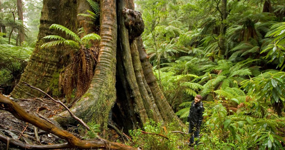 Wilderness Society | Fast-tracked end to native forest logging…