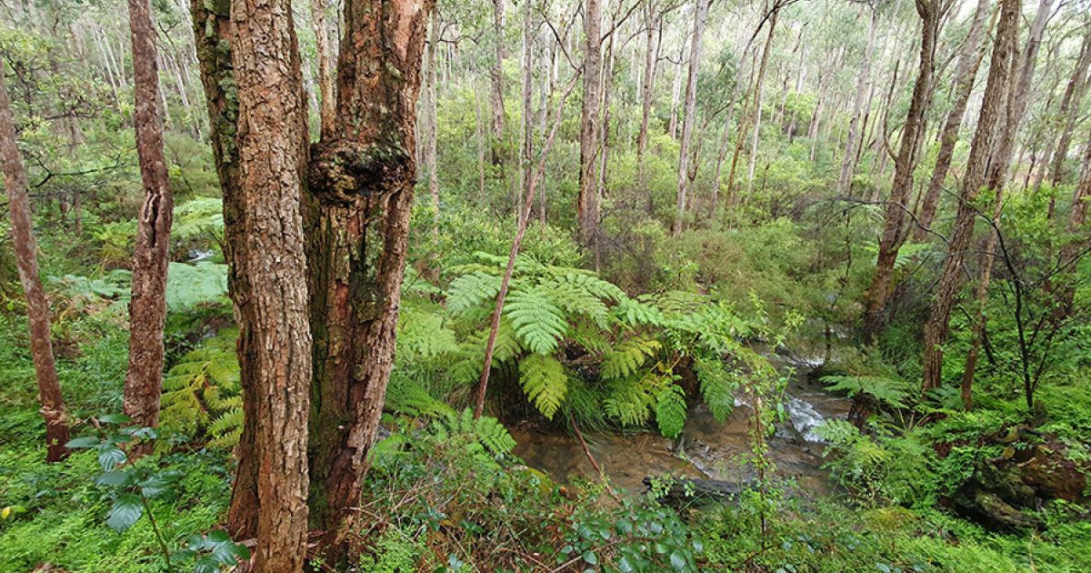 Wilderness Society | Protection of WA native forests from logging…