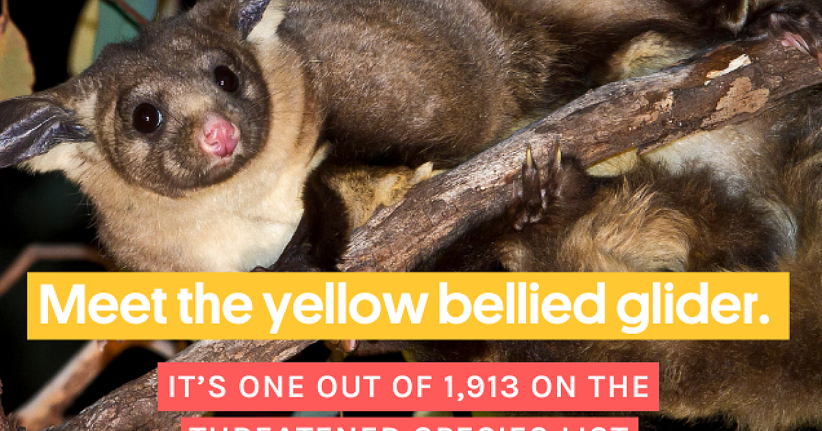 Yellow Bellied Glider Greater Glider (Petauroides Volans) Australian