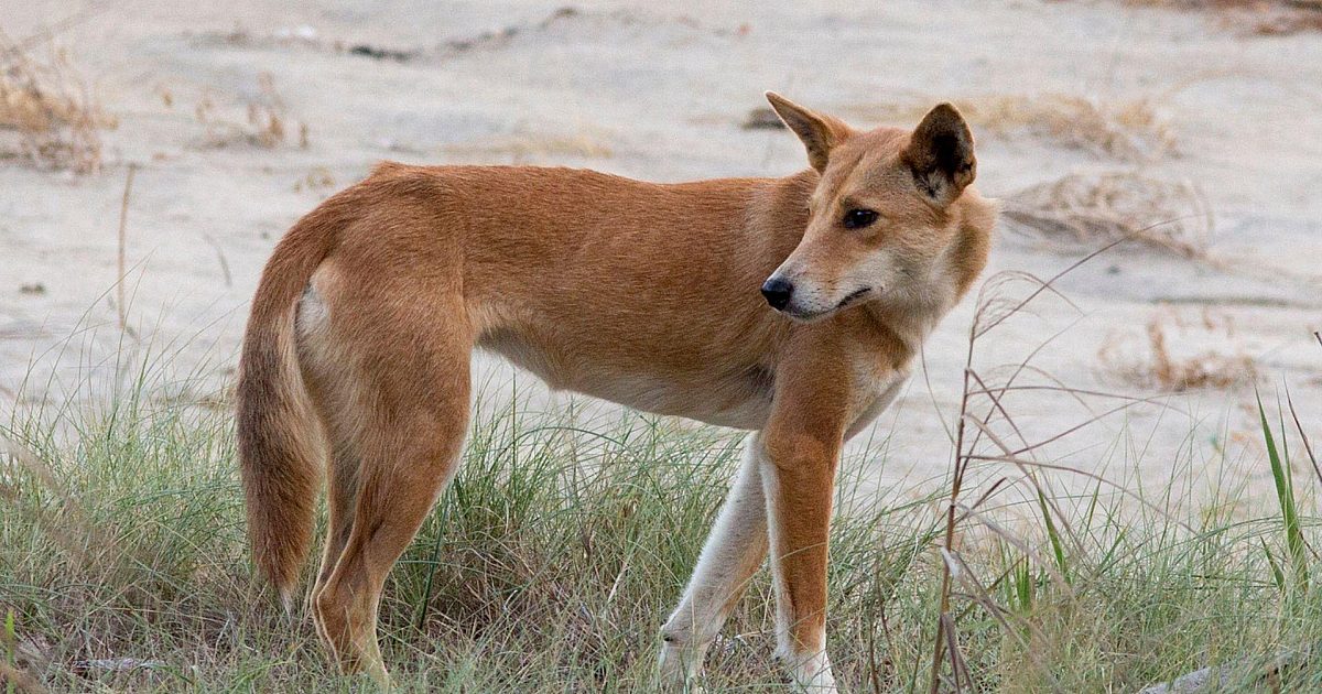 Wilderness Society | Dingoes, your need-to-know questions answered