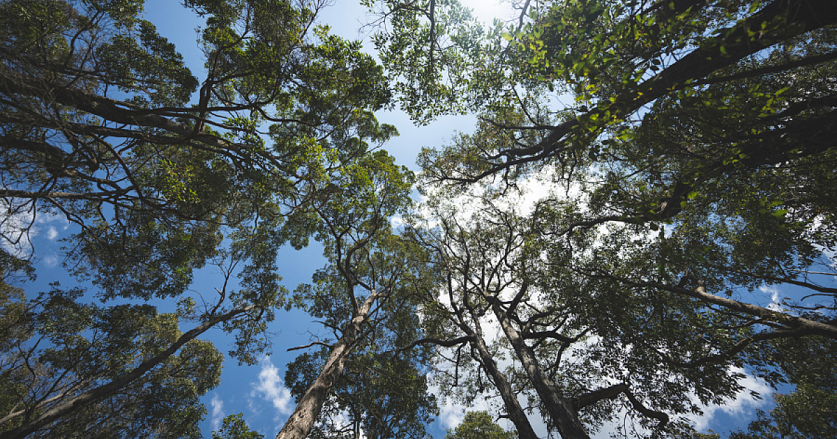 Wilderness Society | Why are hollow-bearing trees so important?