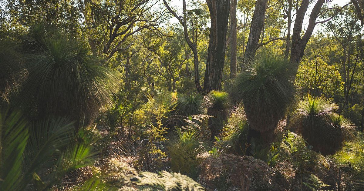 Wilderness Society | WA Jarrah Forests