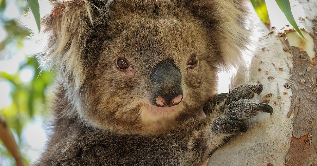 Wilderness Society | Great Koala National Park commitment is good…