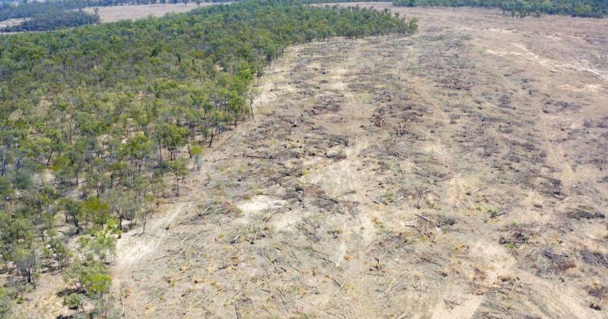Wilderness Society | Queensland deforestation