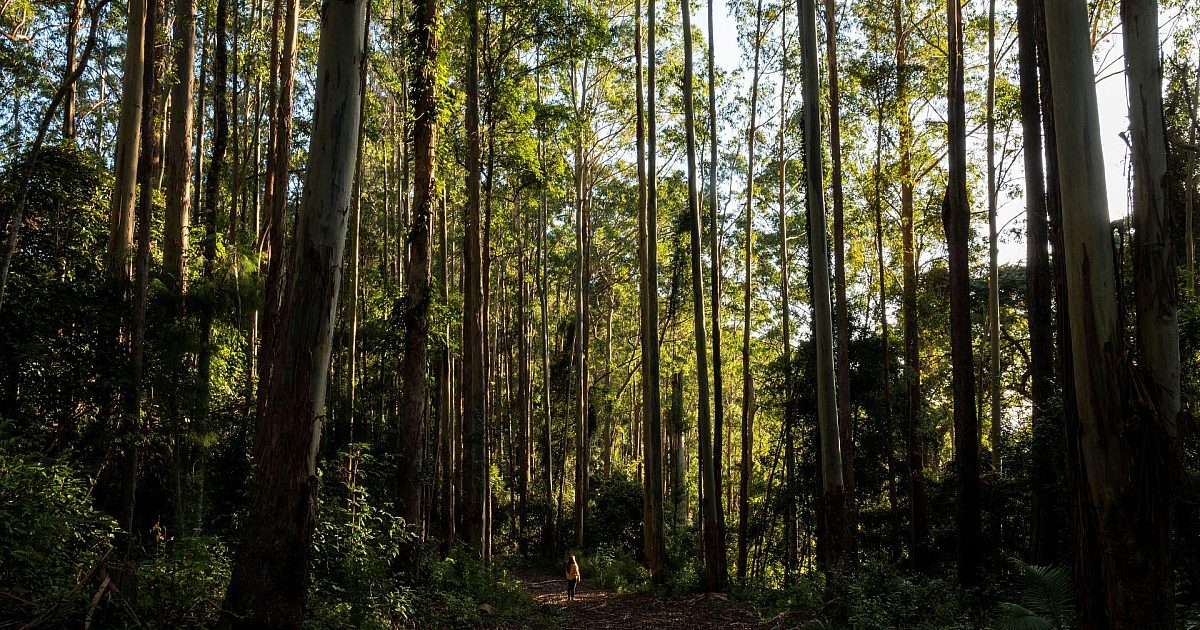Wilderness Society | NSW forest logging: Stop the chop