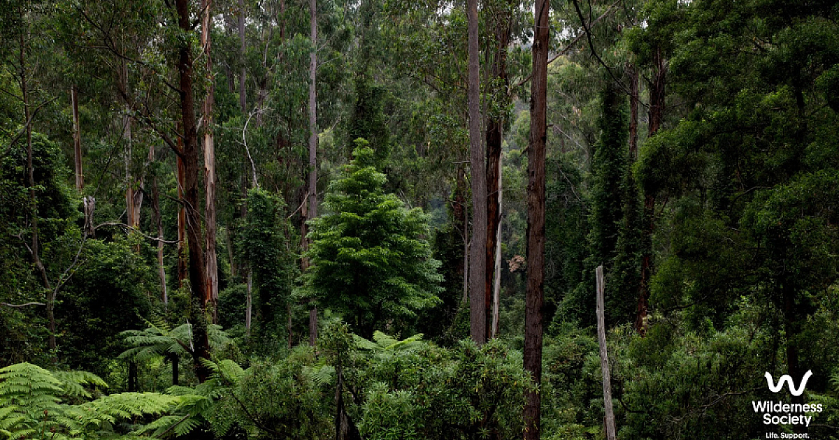 Wilderness Society | The pulping of Victoria’s native forests must…
