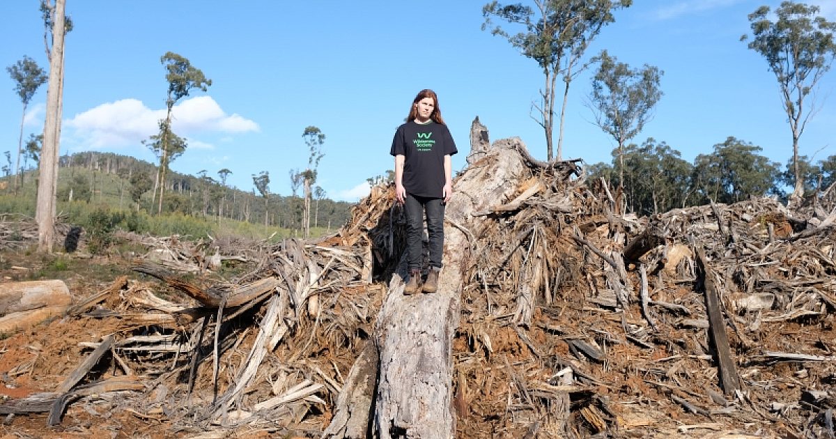 Wilderness Society | Deforestation explained