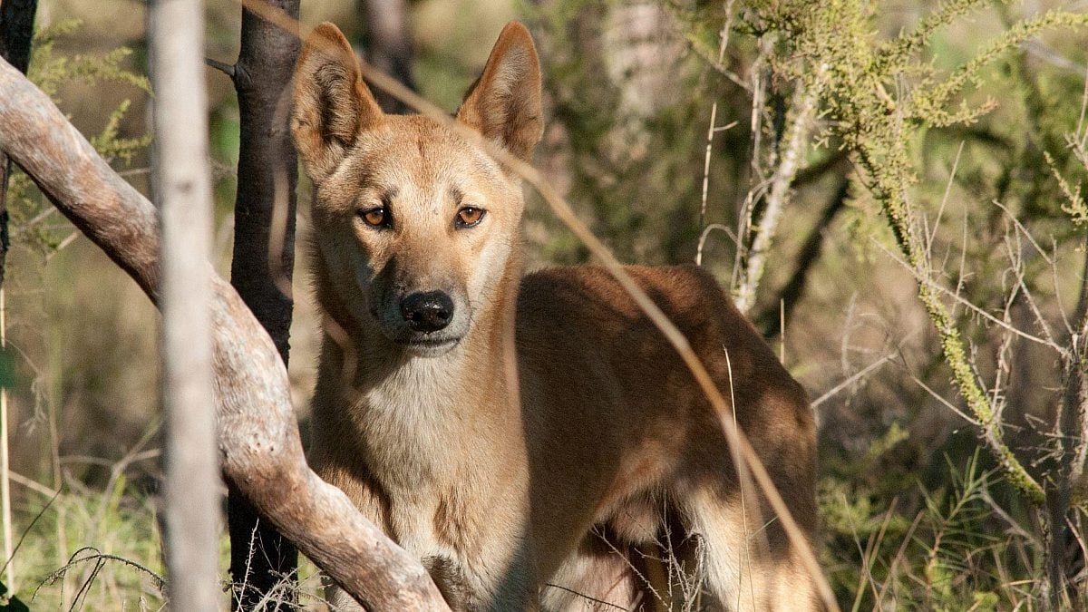 Wilderness Society | 10 facts about dingoes