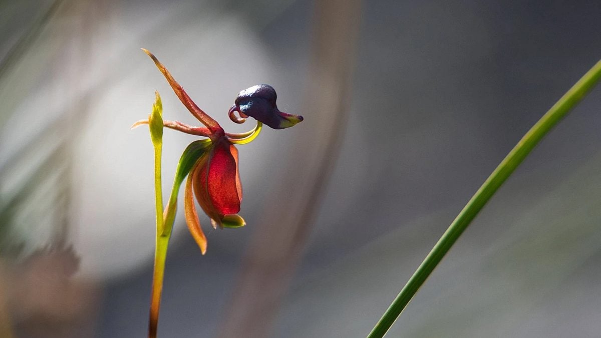 Wilderness Society | Community right to Save Wallum