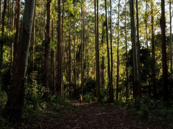 Wilderness Society | NSW forest logging: Stop the chop