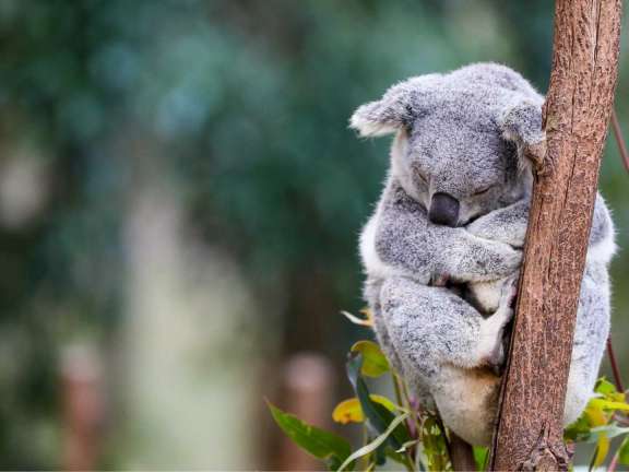 Wilderness Society | The koala: national icon