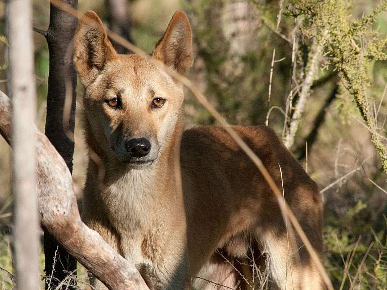 Wilderness Society | 10 facts about dingoes