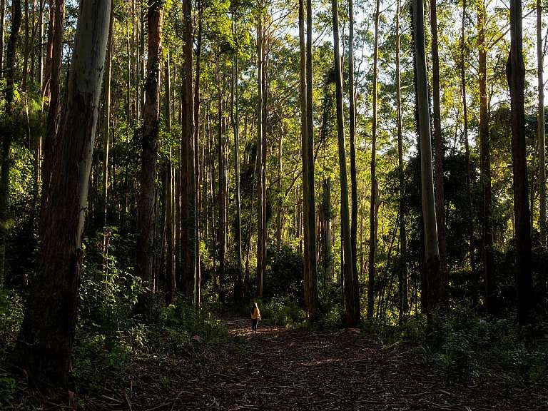 Wilderness Society | NSW forest logging: Stop the chop