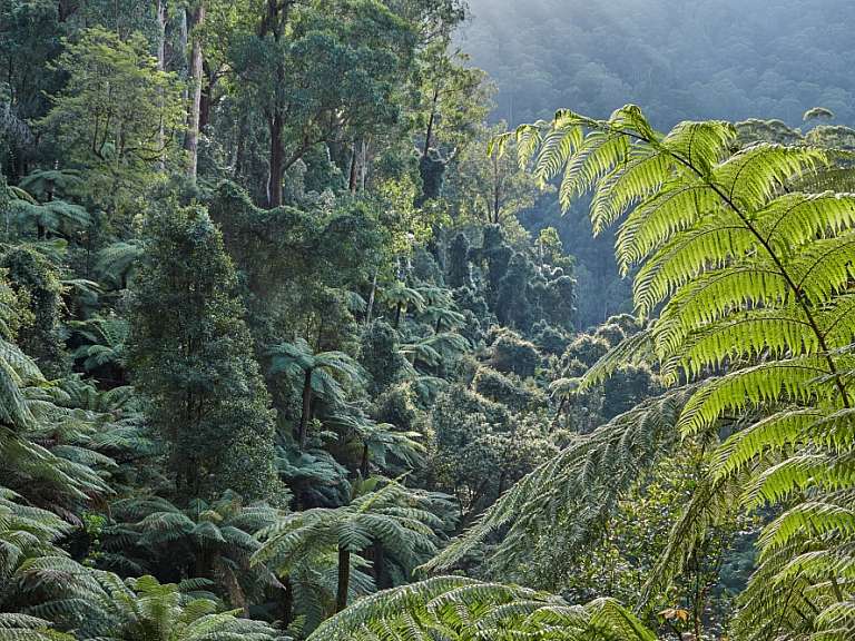 Wilderness Society | Victoria’s tall forests