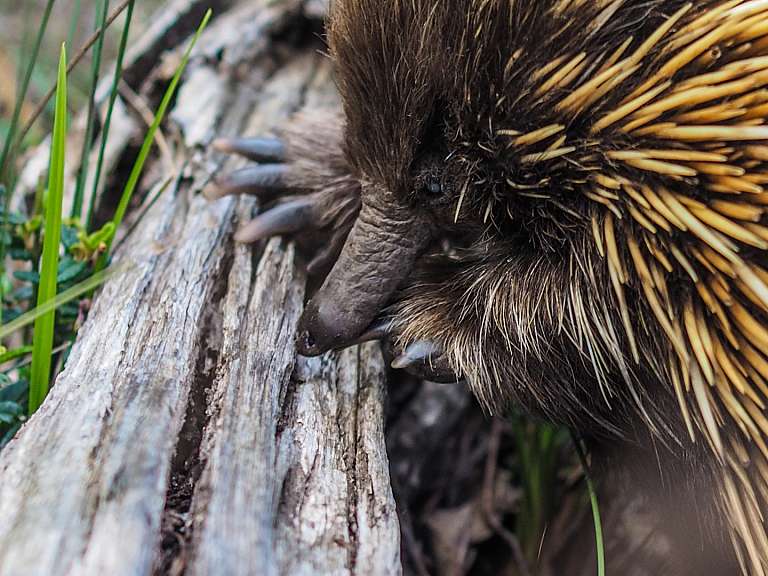 Wilderness Society | 10 endangered Australian animals in need of…