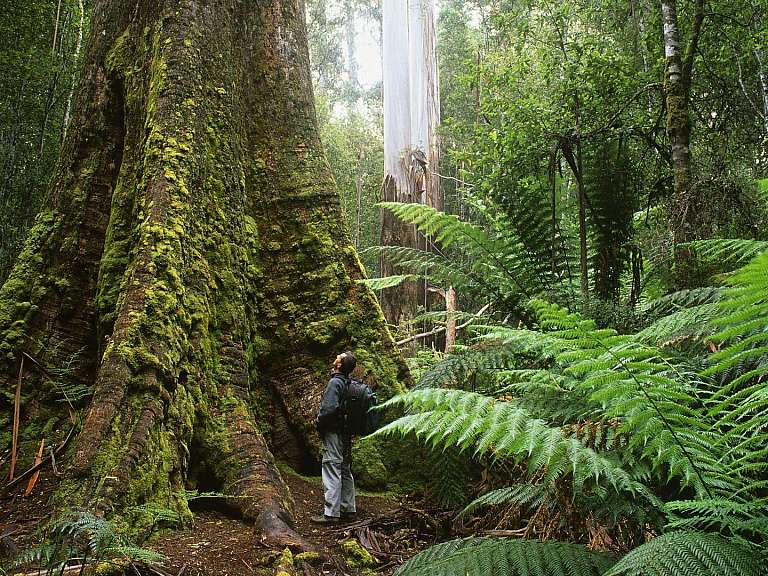 Wilderness Society | Protecting nature, stopping deforestation