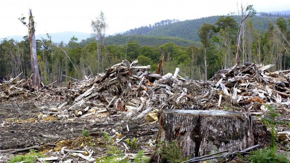 Wilderness Society | Can Europe save the koala?