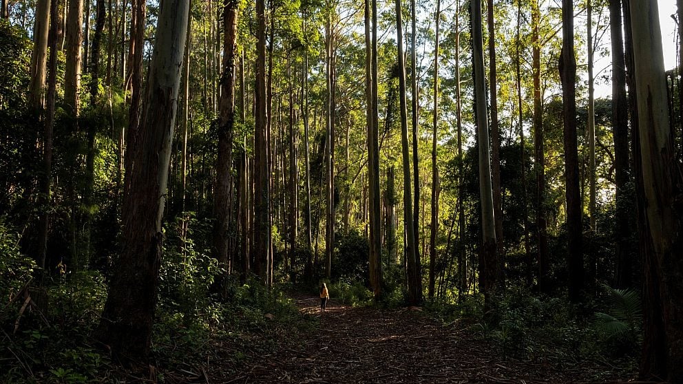 Wilderness Society | NSW forest logging: Stop the chop
