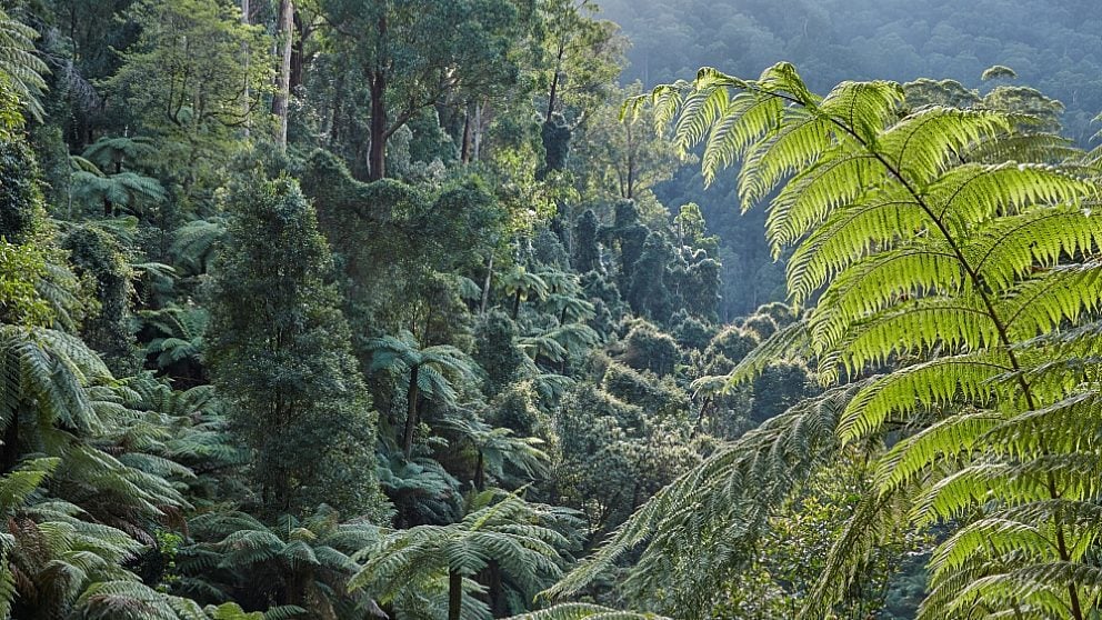 Wilderness Society | Victoria’s tall forests