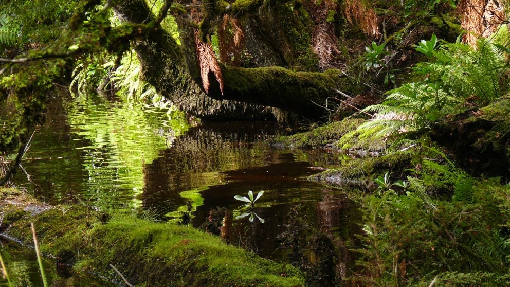 Wilderness Society | Styx Valley, lutruwita/Tasmania: my favourite…
